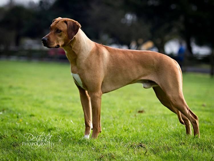 Rhodesian Ridgeback South Africa | Dog Breeds | Dog Breeders Gallery 112163